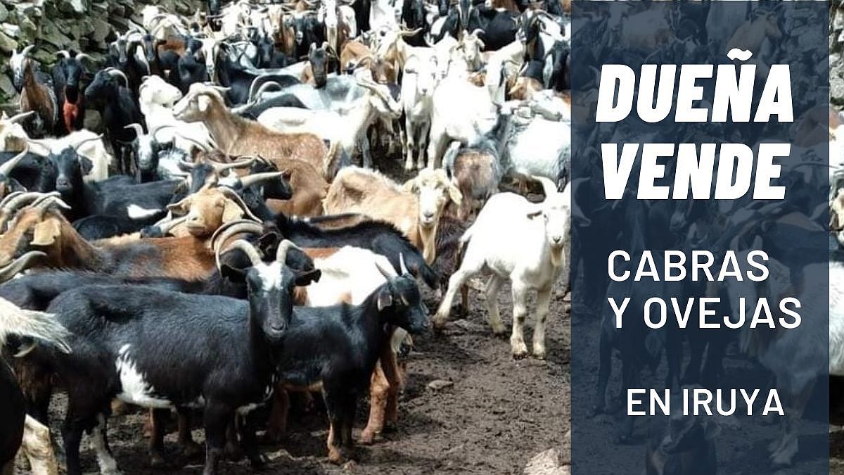 Venta de cabras y ovejas en Volcán Higueras, Iruya - Notiruya